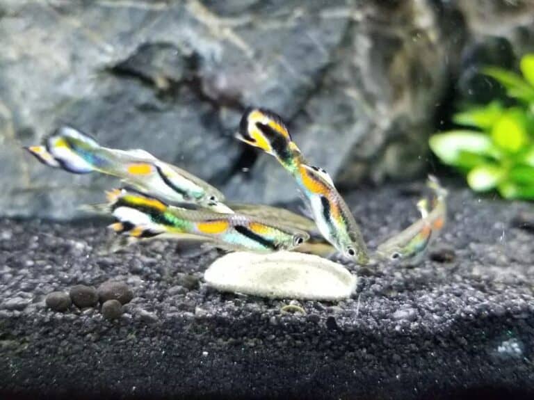 Endler's Livebearers: Types, Size, & Care