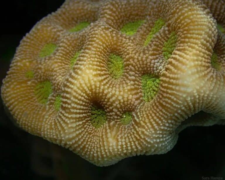 20+ Types of Corals: How to Classify and Identify
