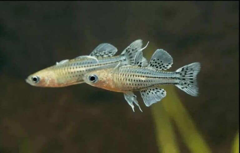 16 Colorful Types of RainbowFish