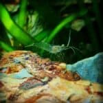 Ghost Shrimp Profile: Size, Lifespan, Diet & Care