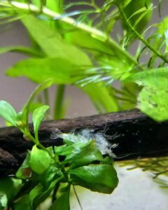 Ghost Shrimp Profile: Size, Lifespan, Diet & Care