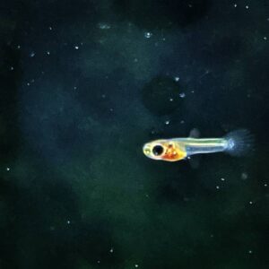 Guppy Fry: How to Care for Baby Guppies?