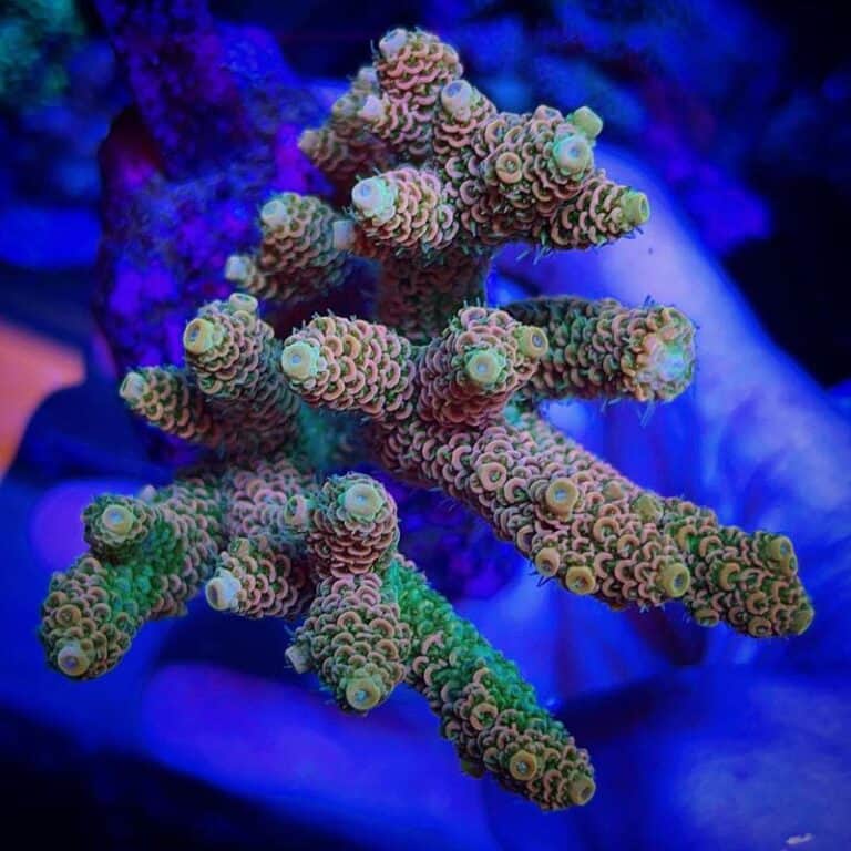 20+ Types of Corals: How to Classify and Identify
