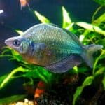 16 Colorful Types of RainbowFish