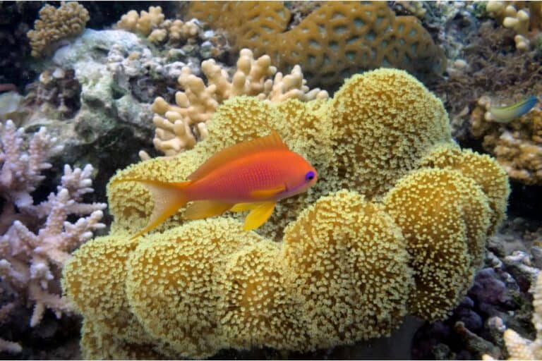 20+ Types of Corals: How to Classify and Identify