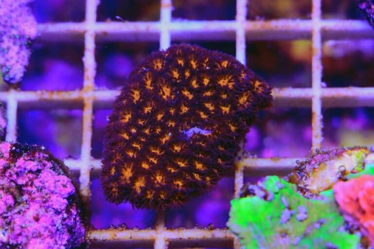 20+ Types of Corals: How to Classify and Identify