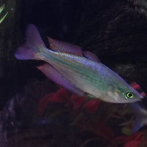16 Colorful Types of RainbowFish