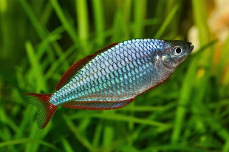 Neon Rainbowfish: Size, Tank Mates, & Care - The Aquarium Life