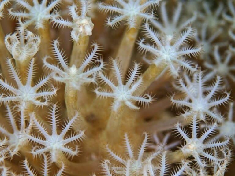 20+ Types of Corals: How to Classify and Identify