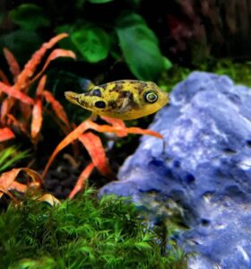 Pea Puffer Care: Size, Diet, Tank Mates, & More - The Aquarium Life