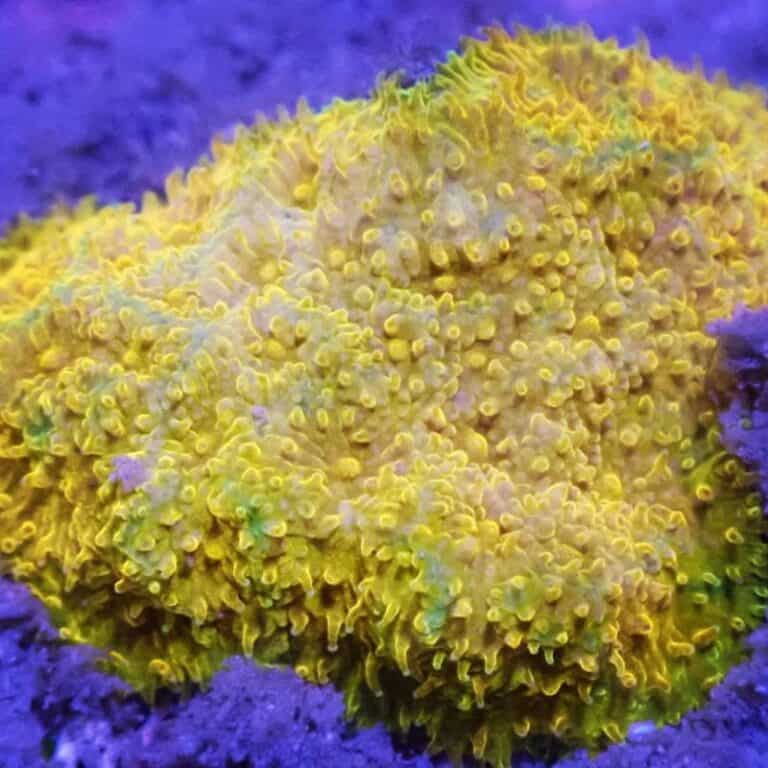 20+ Types of Corals: How to Classify and Identify