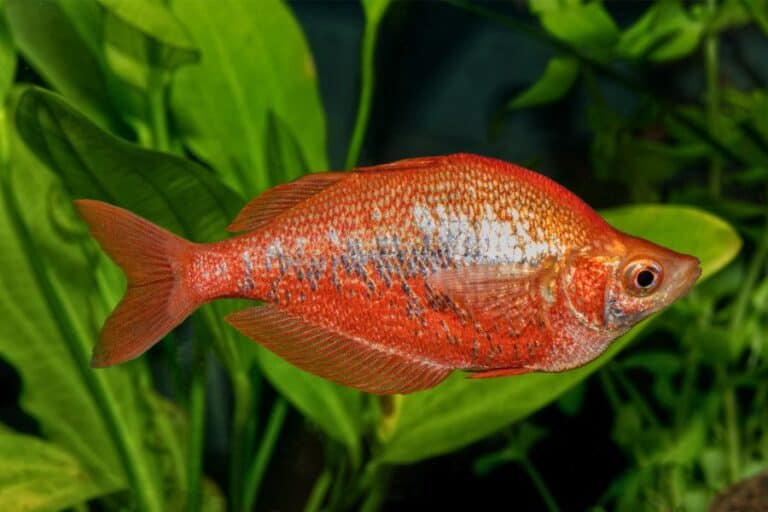16 Colorful Types of RainbowFish