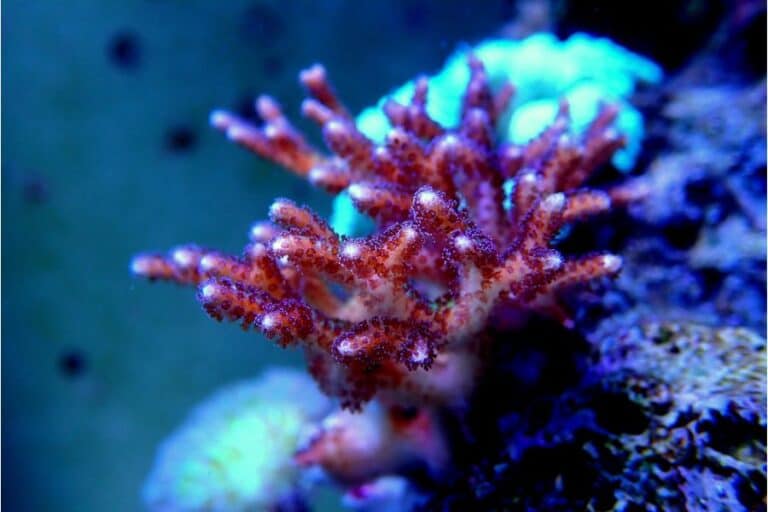 20+ Types of Corals: How to Classify and Identify
