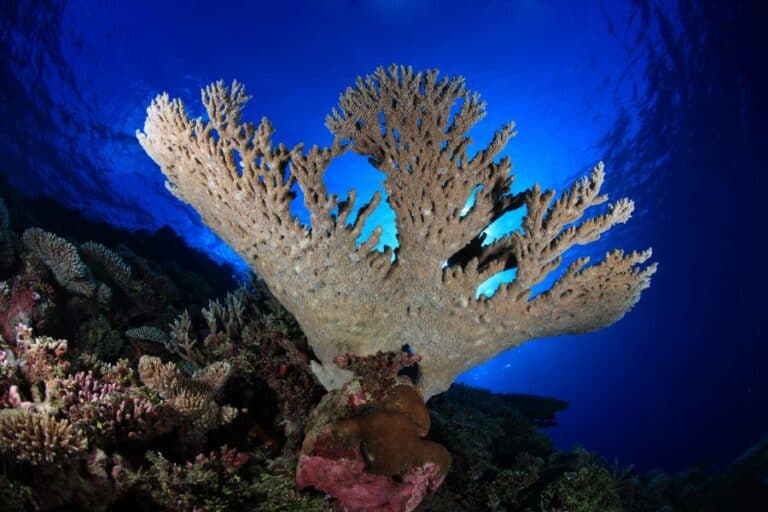 20+ Types of Corals: How to Classify and Identify