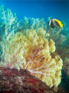 20+ Types of Corals: How to Classify and Identify