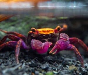Vampire Crab: Care, Size, & Tank Mates