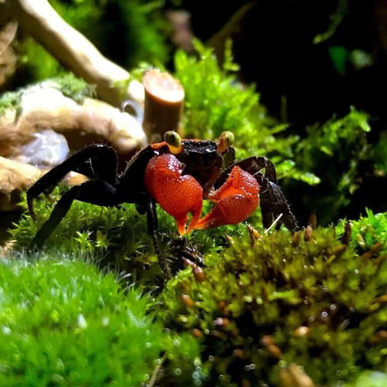 Vampire Crab: Care, Size, & Tank Mates