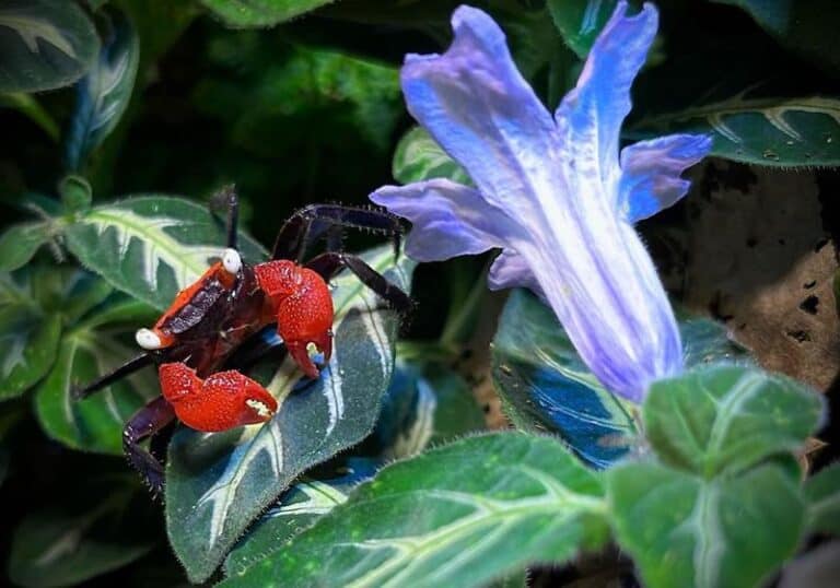 Vampire Crab: Care, Size, & Tank Mates