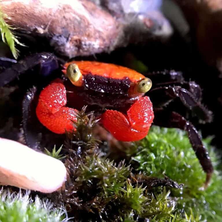 Vampire Crab: Care, Size, & Tank Mates
