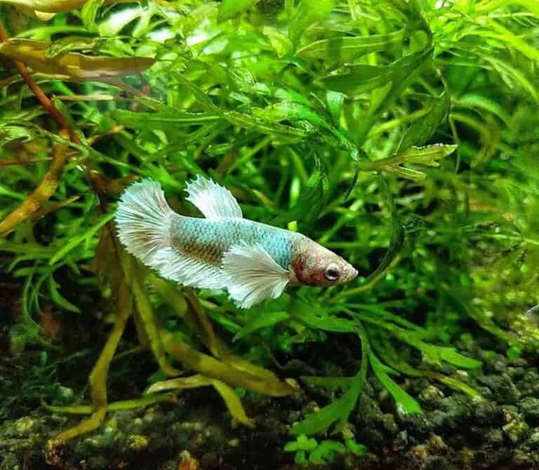 Water Wisteria in Aquarium: Characteristics & How To Grow