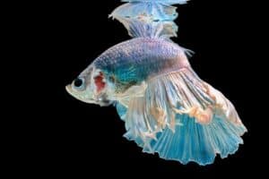 14 Betta Fish Diseases: Symptoms & Treatment - The Aquarium Life