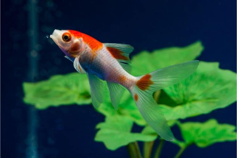 Comet Goldfish: Care, Size, Lifespan, Tankmates