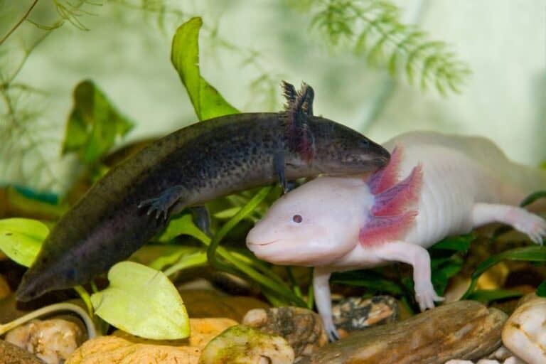 Can Axolotls Go on Land? Dos & Don’ts