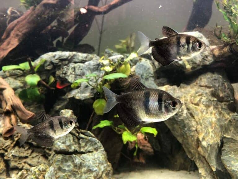 Black Skirt Tetra Guide: Care, Lifespan, Temperament, & More