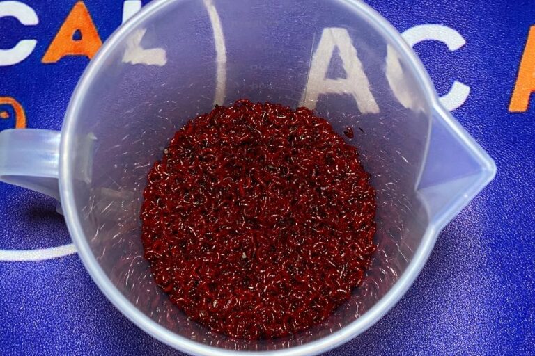 All About Bloodworms for Fish: A Full Guide