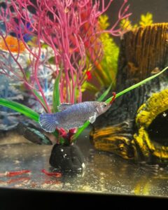 All About Bloodworms for Fish: A Full Guide