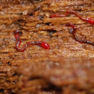 All About Bloodworms for Fish: A Full Guide