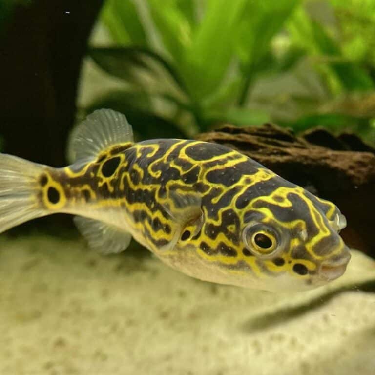 Top 10 Most Popular Freshwater Puffer Fish