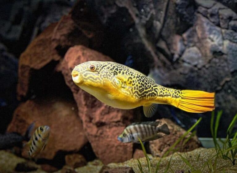 Top 10 Most Popular Freshwater Puffer Fish