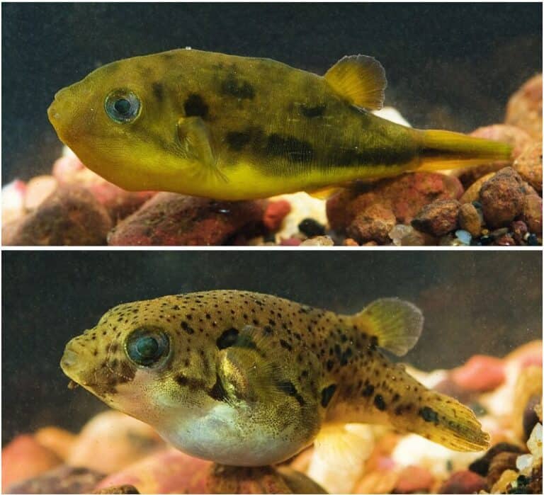 Top 10 Most Popular Freshwater Puffer Fish