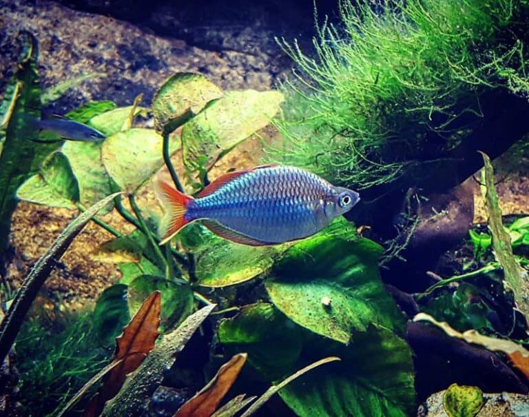 Neon Rainbowfish: Size, Tank Mates, & Care - The Aquarium Life