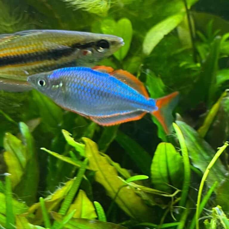 Neon Rainbowfish: Size, Tank Mates, & Care - The Aquarium Life