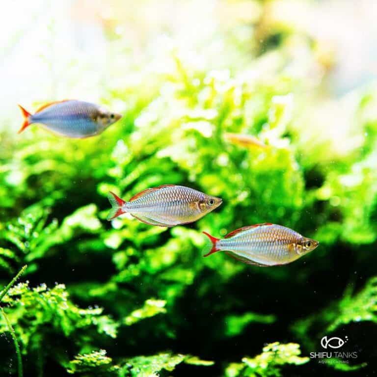 Neon Rainbowfish: Size, Tank Mates, & Care - The Aquarium Life