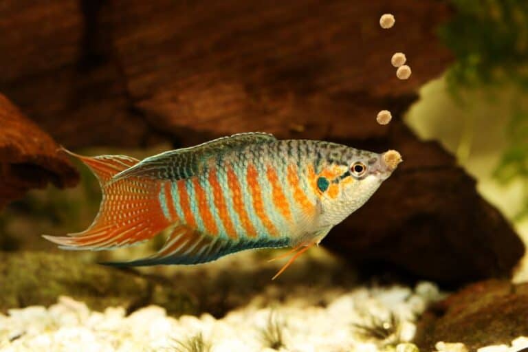 30 Coolest Freshwater Fish For Your Aquarium
