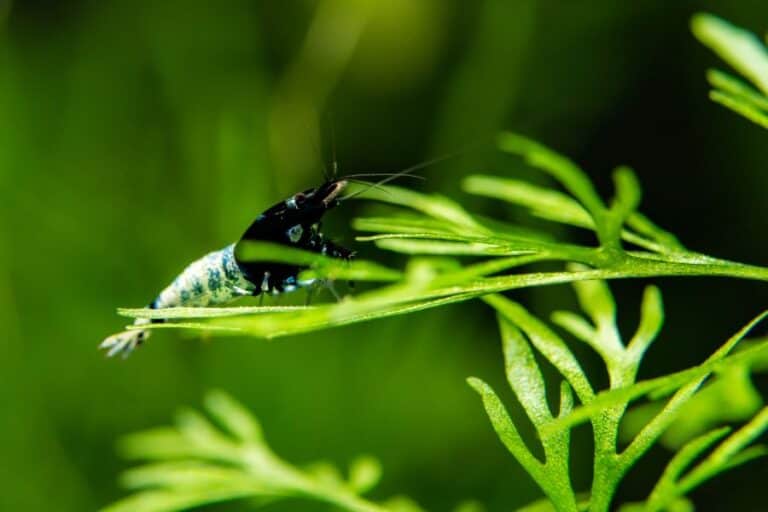 17 Popular Types of Aquarium Shrimp