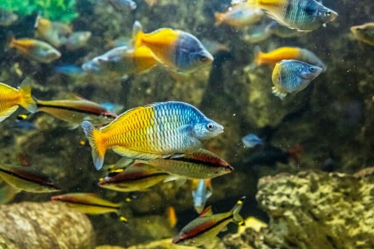 20 Types of Tropical Fish for Your Aquarium