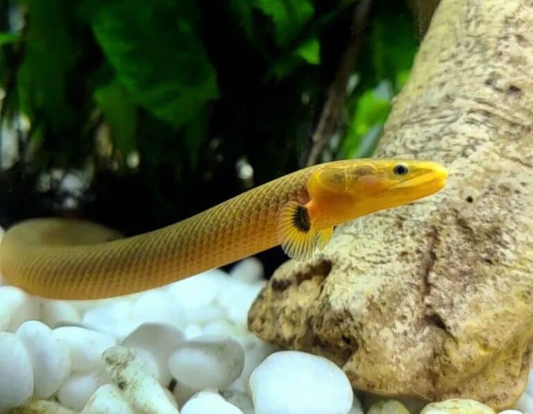 30 Coolest Freshwater Fish For Your Aquarium