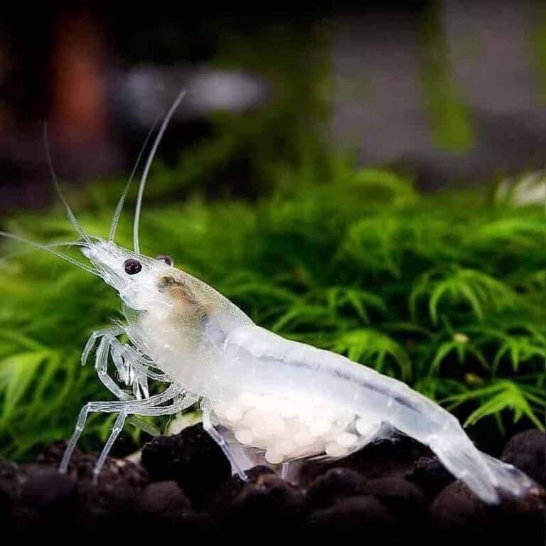 17 Popular Types of Aquarium Shrimp