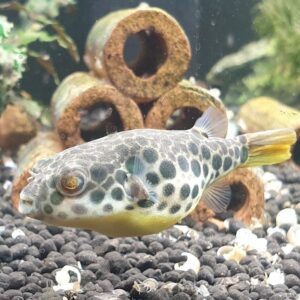 Top 10 Most Popular Freshwater Puffer Fish