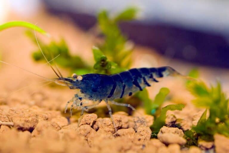17 Popular Types of Aquarium Shrimp