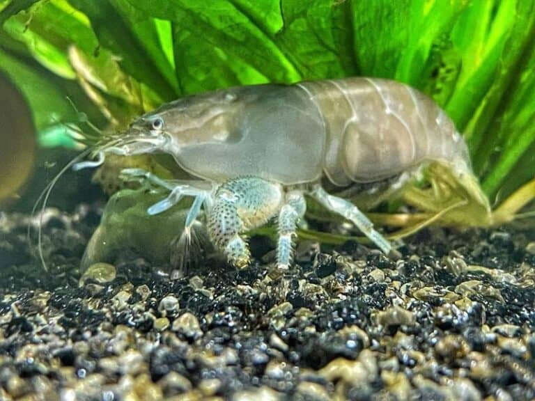 17 Popular Types of Aquarium Shrimp