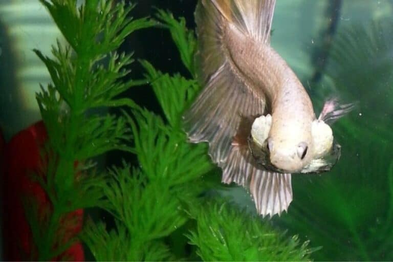 Fish - The Aquarium Life