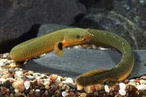 12 Types of Freshwater Eels (Eel & Eel-Like Fish)