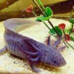 17 Types of Axolotl: A Quick Guide