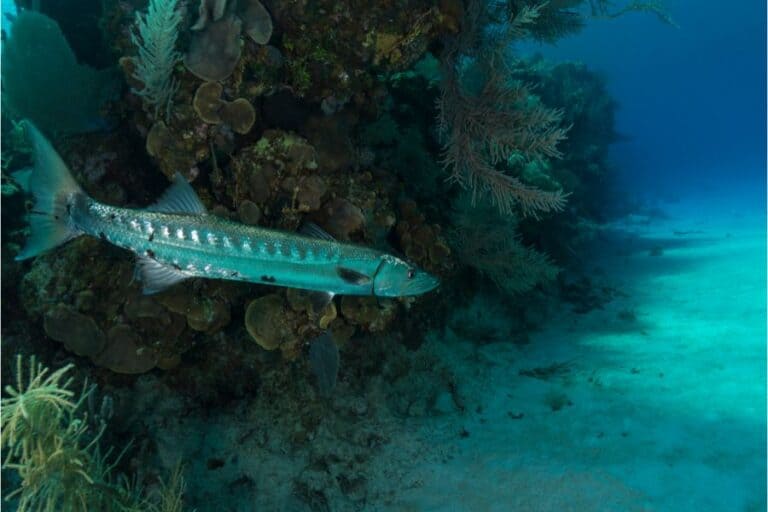 25 Real-Life Fish Featured in Finding Nemo