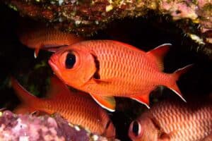 Top 22 Most Popular Fish With Big Eyes